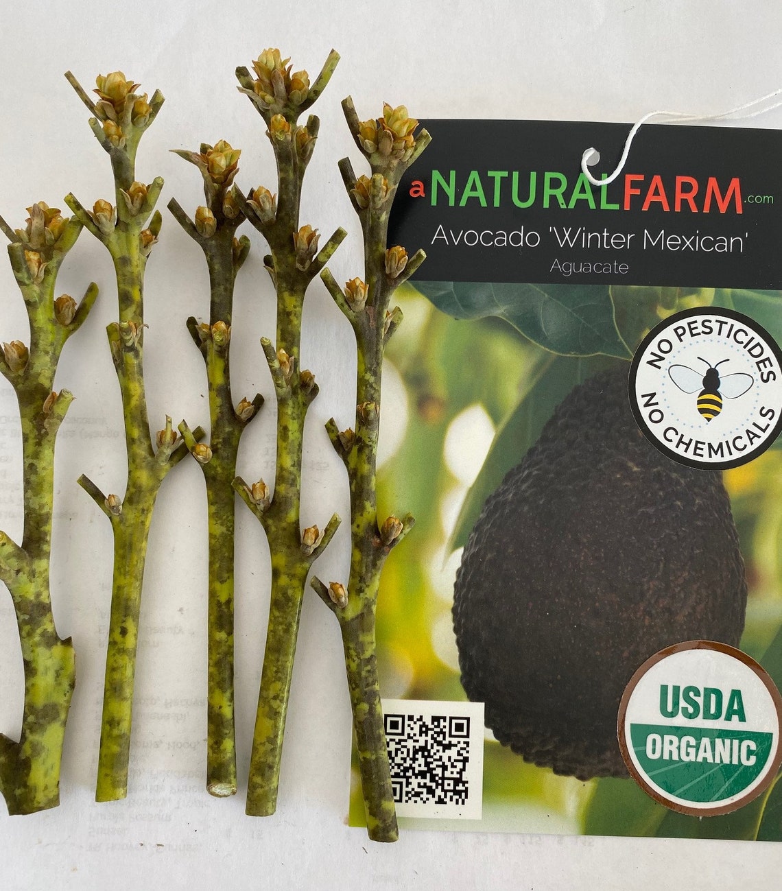 Orange Tree Scions For Sale at Ruby Vannatter blog