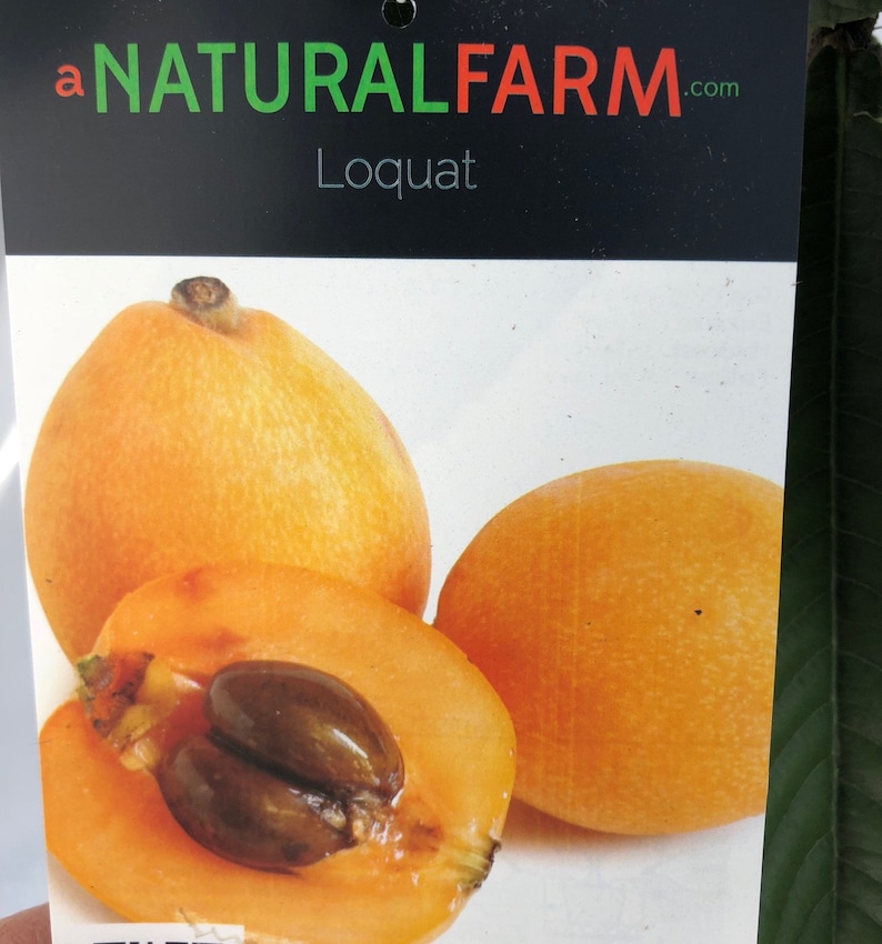 Loquat Grafted Tree UPS Shipping Included - 4 Varieties Available - 3 ...