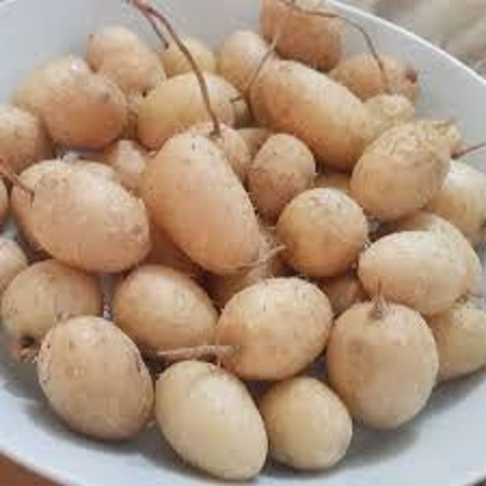 Organically Grown Topi Tambo Plant With Soil / Cu Lun UPS Shipping ...