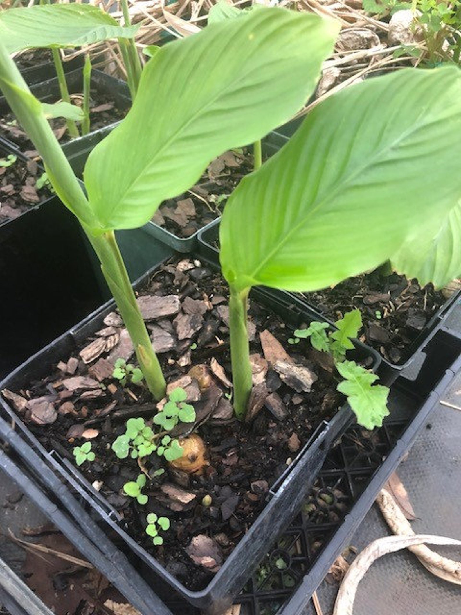 Organically Grown Topi Tambo Plant With Soil / Cu Lun UPS Shipping ...