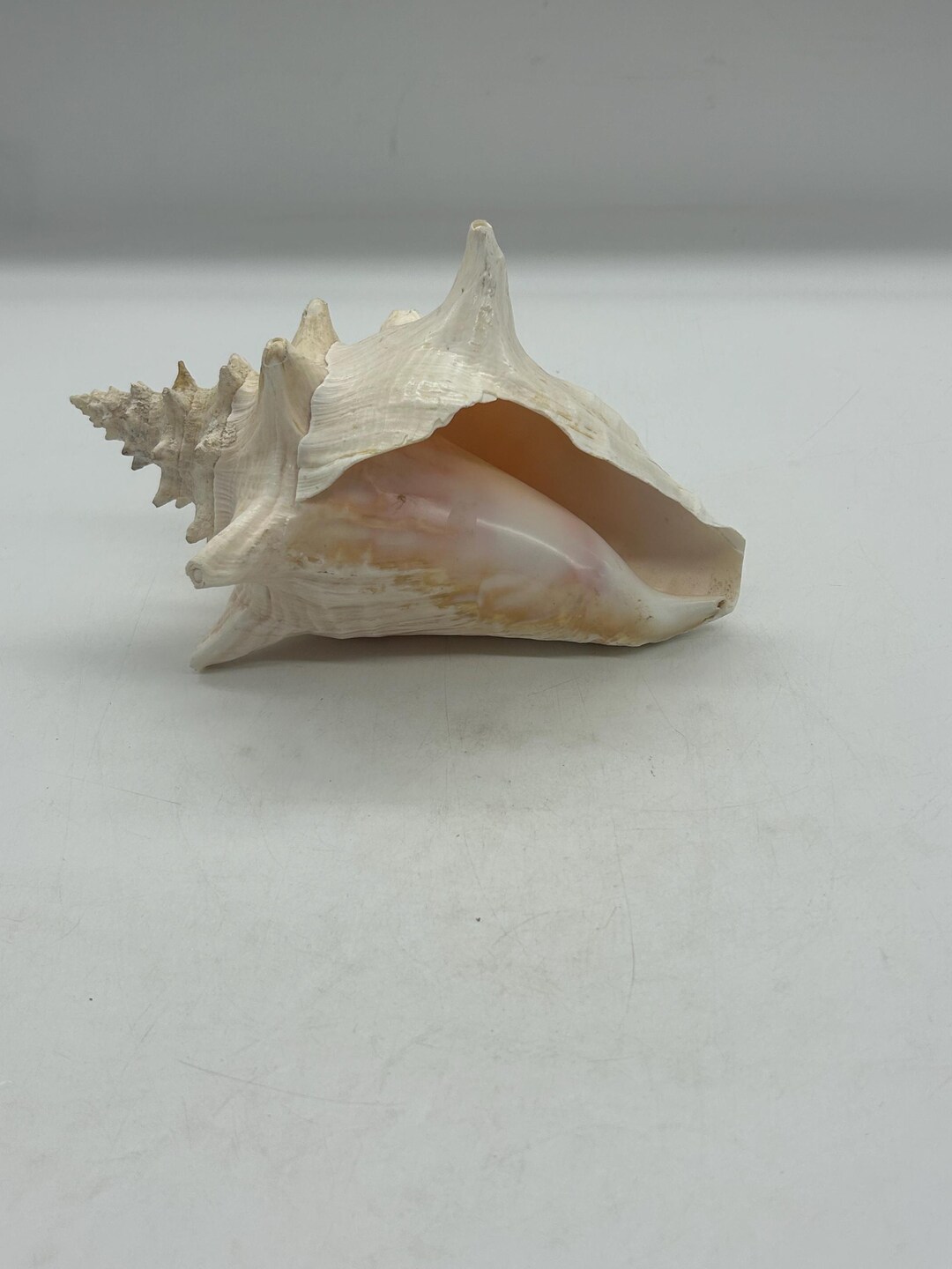 Queen Pink Conch Shell - Etsy