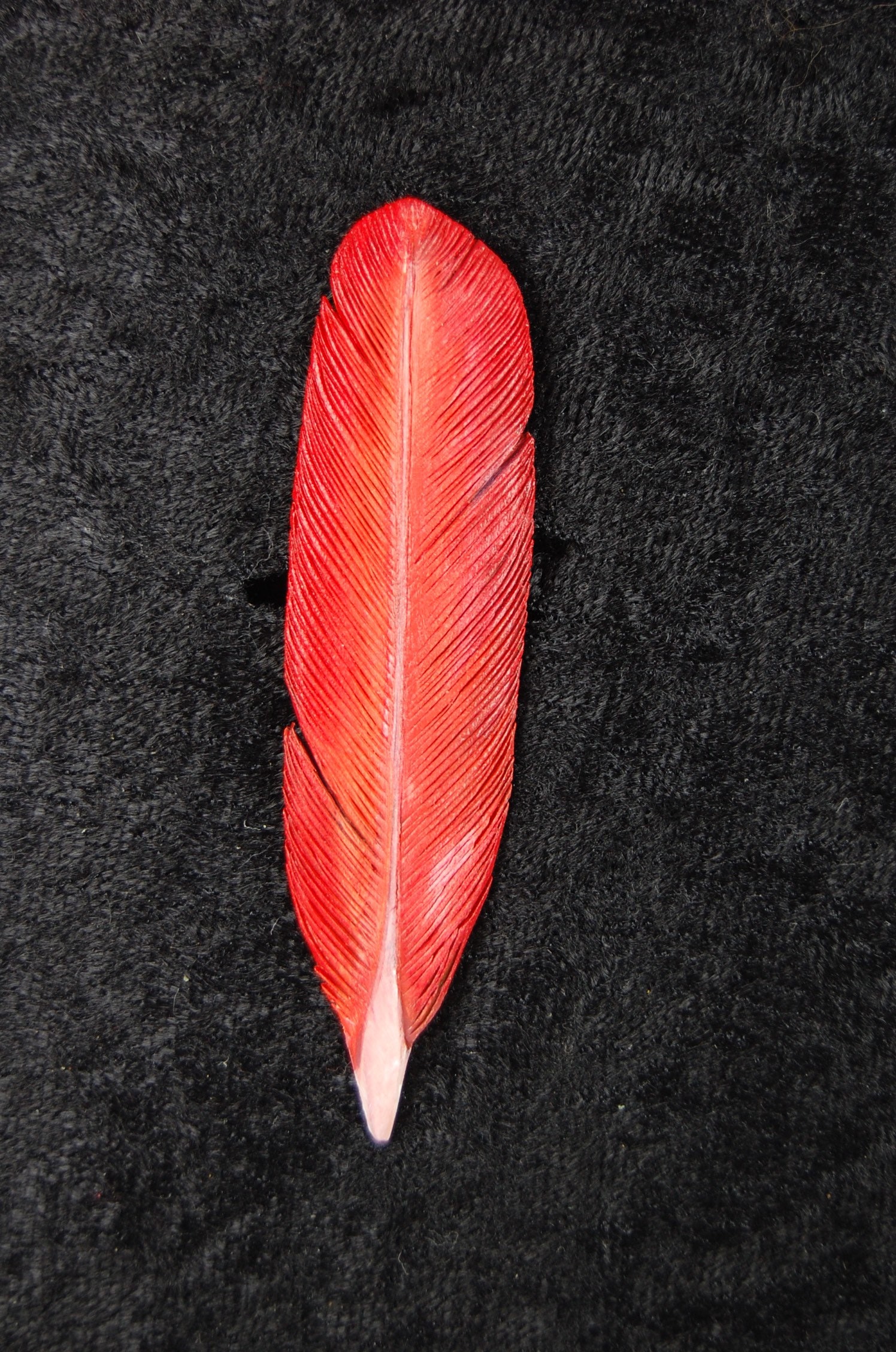 Female Cardinal Feather Loss