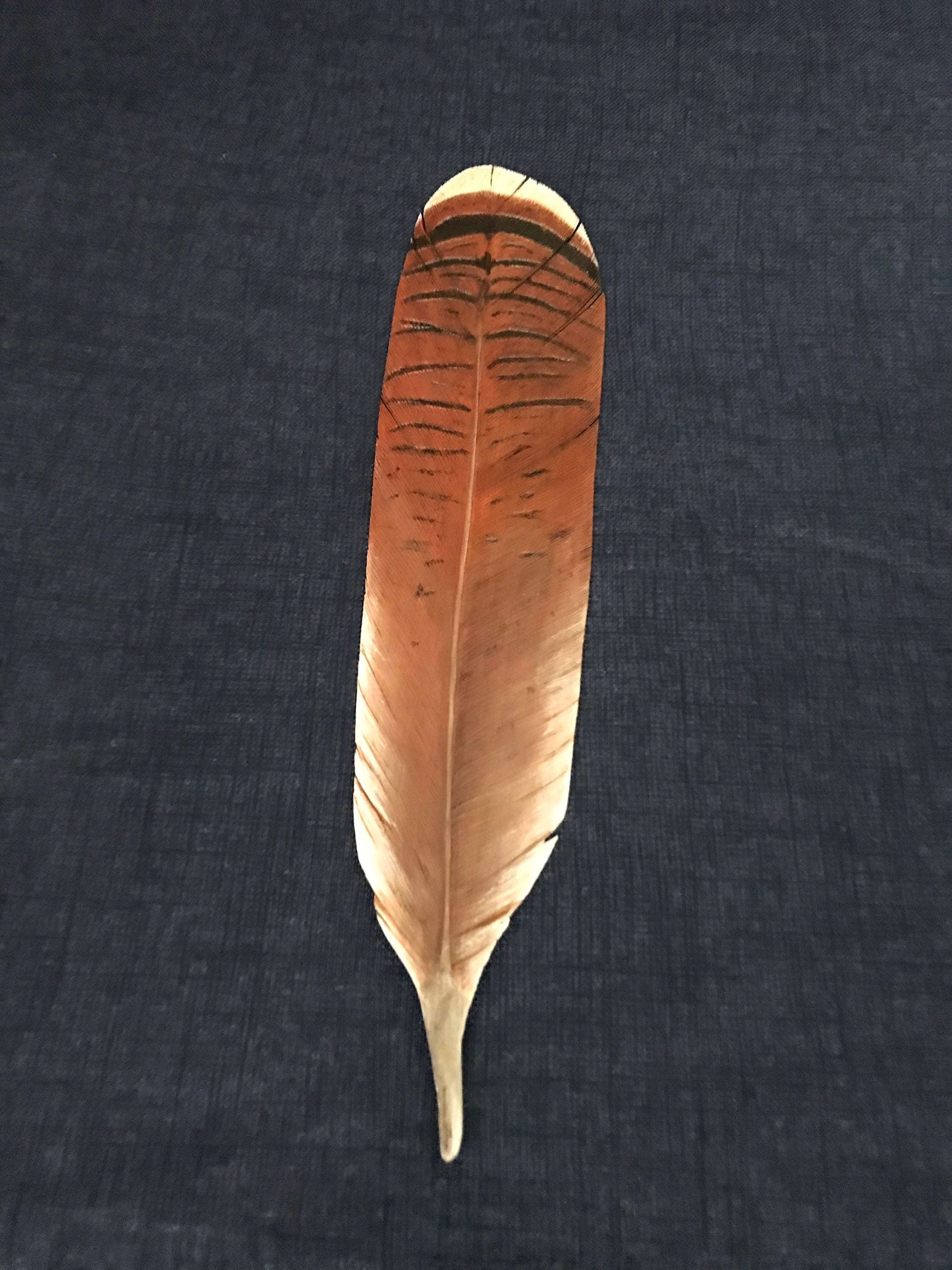 Coopers Hawk Feather