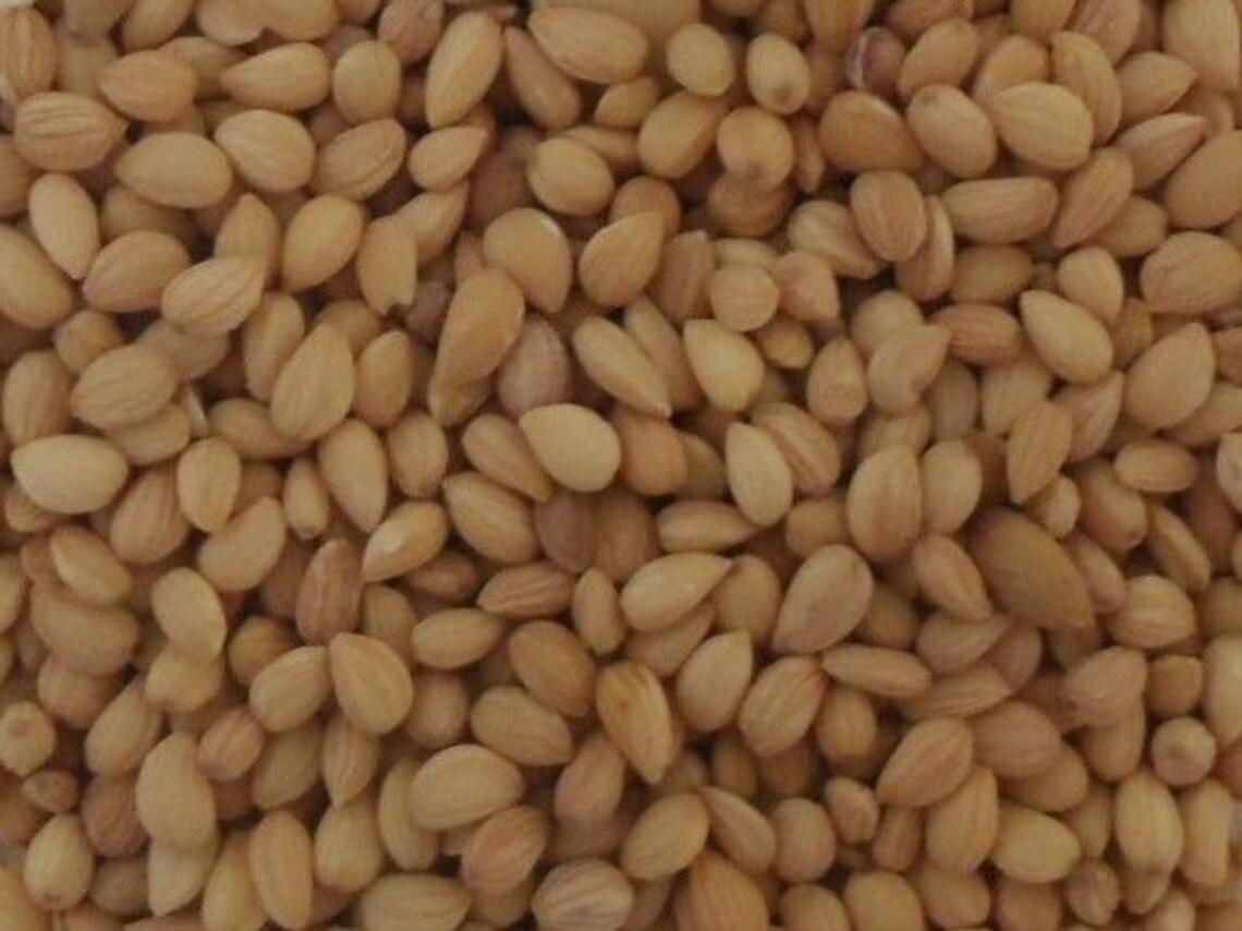 Mahaleb seeds Prunus cherry Mahleb Mahlepi Mahlab Mahlep | Etsy