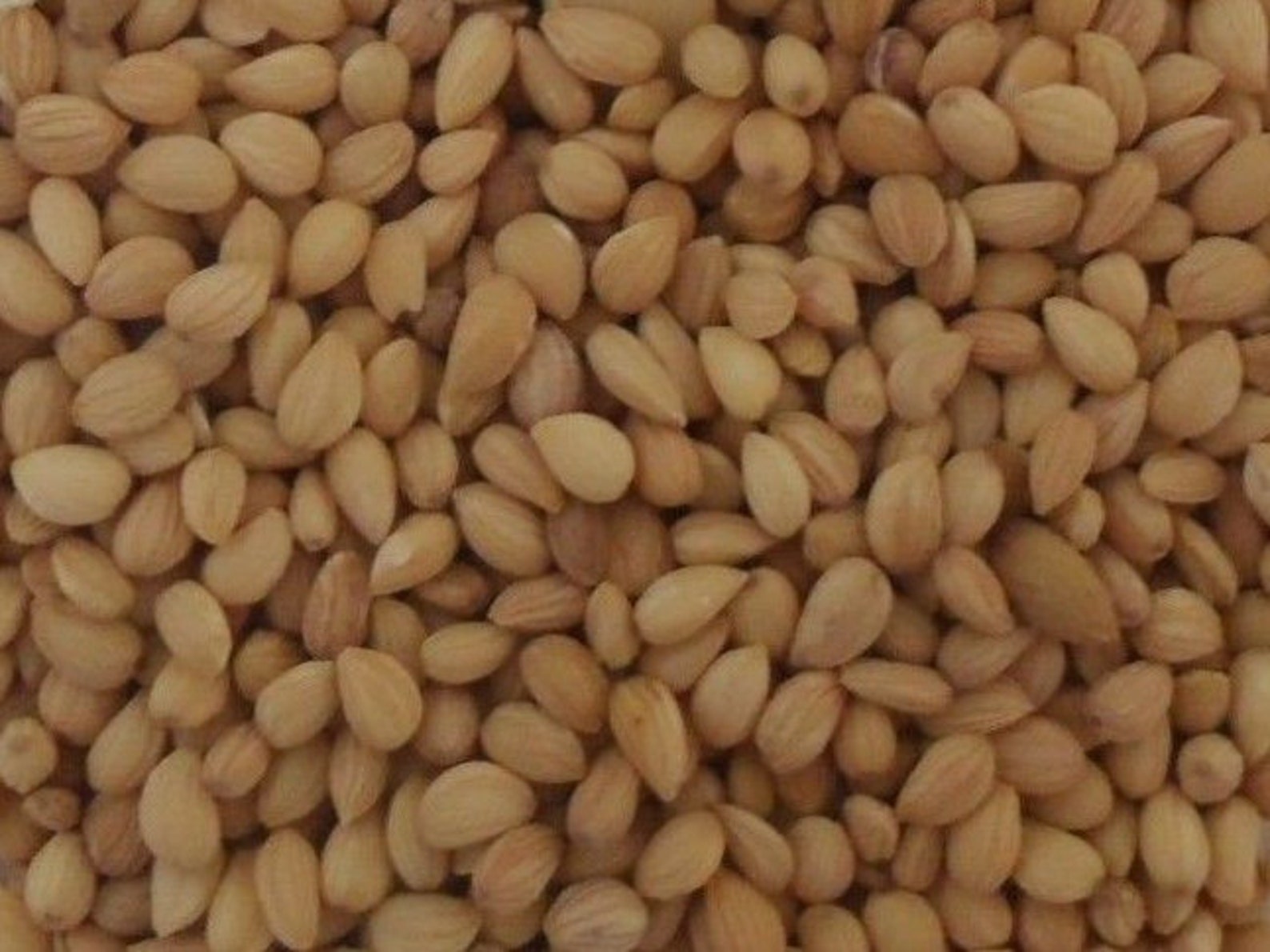 Mahaleb seeds Prunus cherry Mahleb Mahlepi Mahlab Mahlep | Etsy