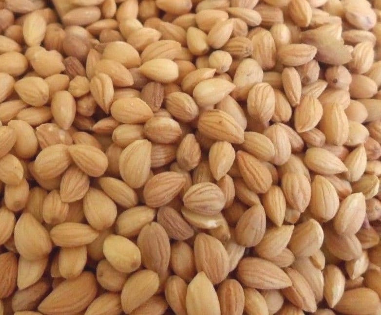 Mahaleb seeds Prunus cherry Mahleb Mahlepi Mahlab Mahlep | Etsy