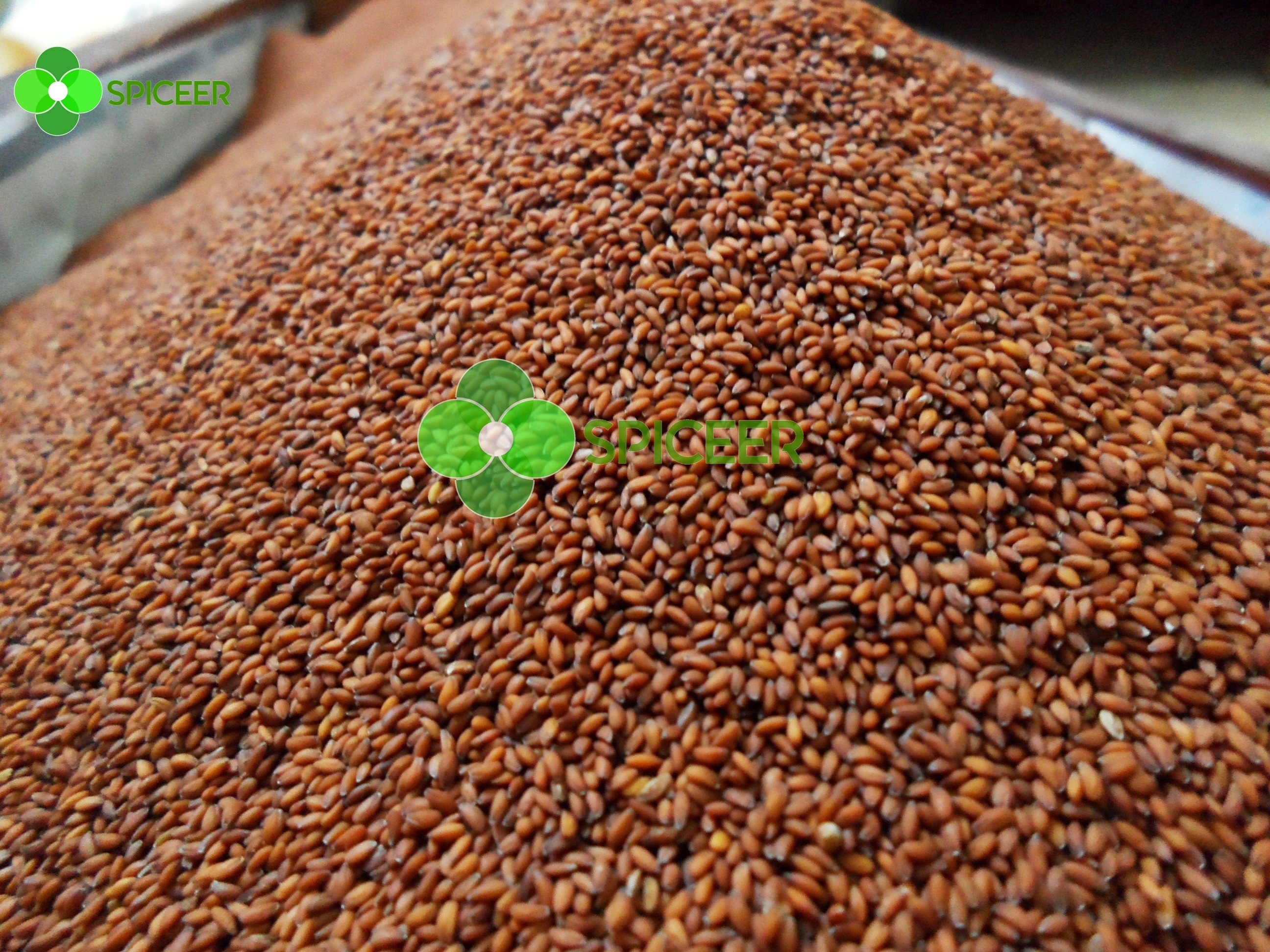 Garden Cress Seeds In Hindi