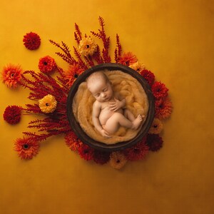 Newborn Digital Backdrop, Newborn Digital Background, Fall Newborn ...