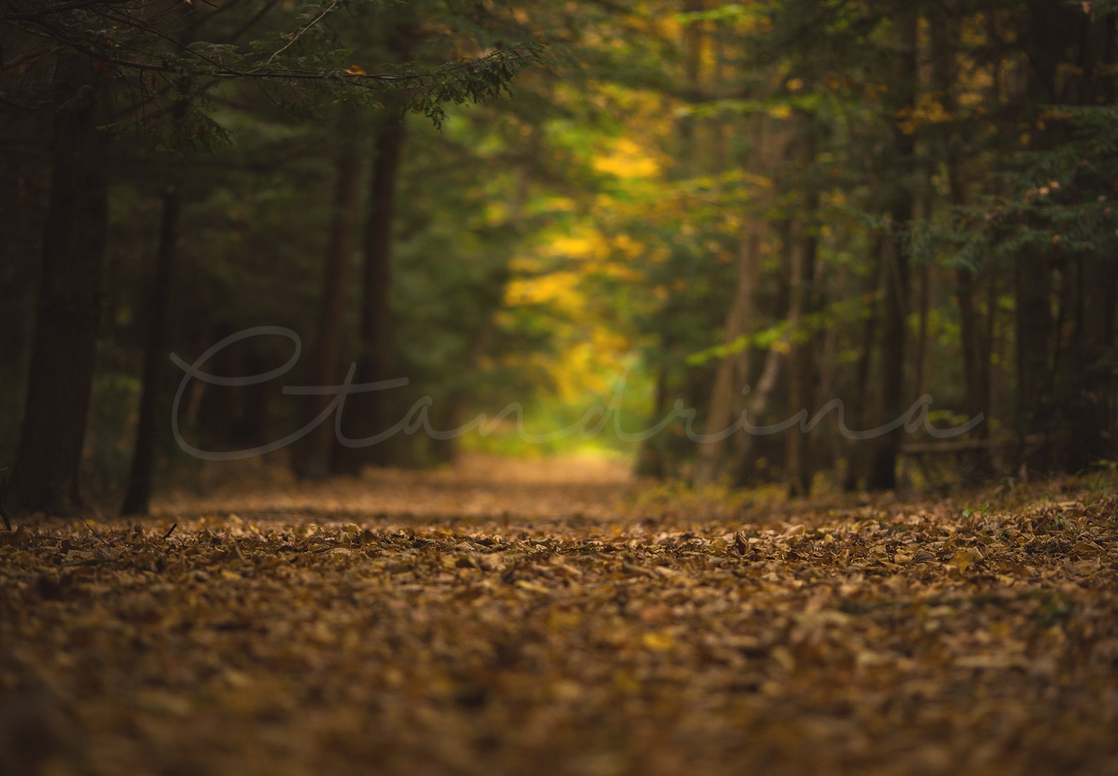 Fall Forrest Digital Backdrop, Deep Woods in Autumn Background, Dreamy ...