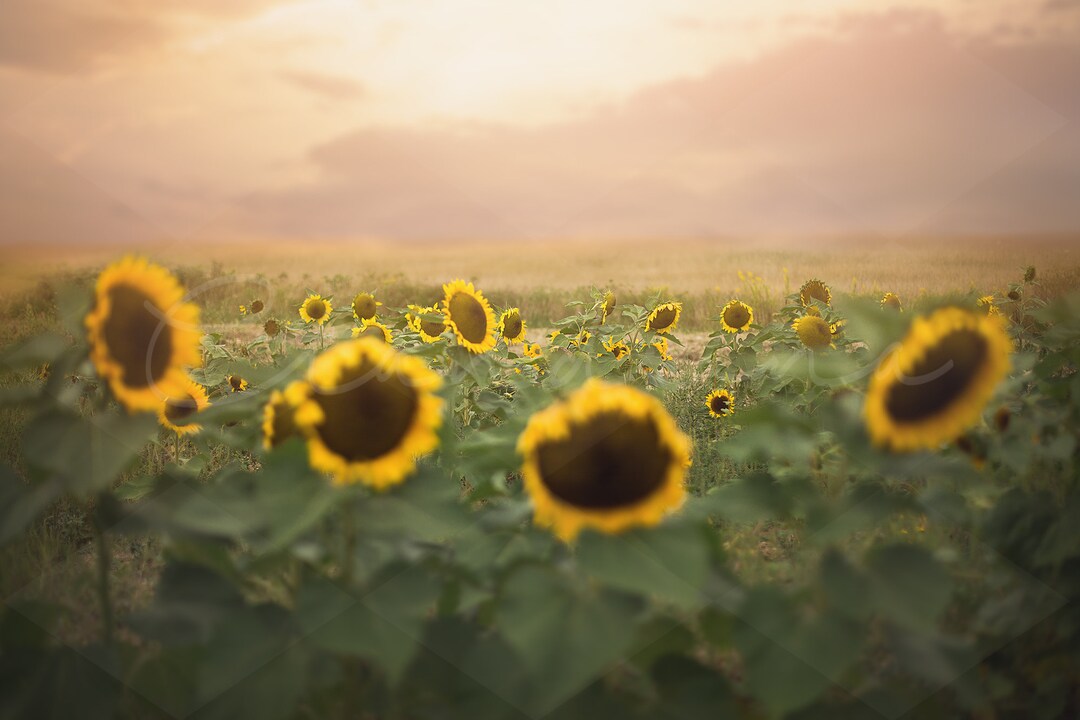 Sunflower Field Digital Backdrop: Sunset Summer Scene (digital Download ...