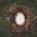 Nest Digital Backdrop, PNG Egg and Nest Newborn Digital Background ...