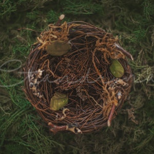 Nest Digital Backdrop, PNG Egg and Nest Newborn Digital Background ...