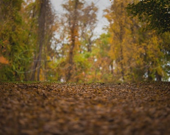 Fall Digital Backdrop Digital Backdrop Digital Background - Etsy