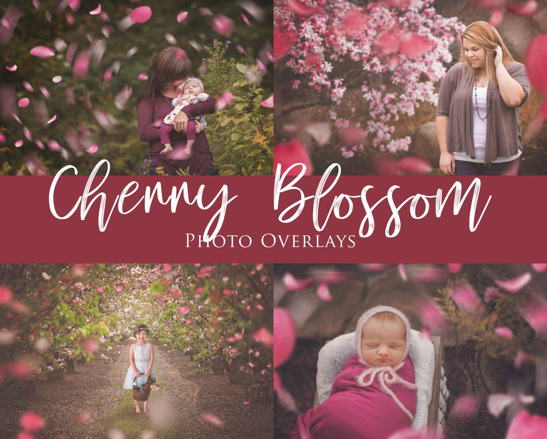 Cherry Blossom Petal Overlays Pink Petal Overlay Flower - Etsy