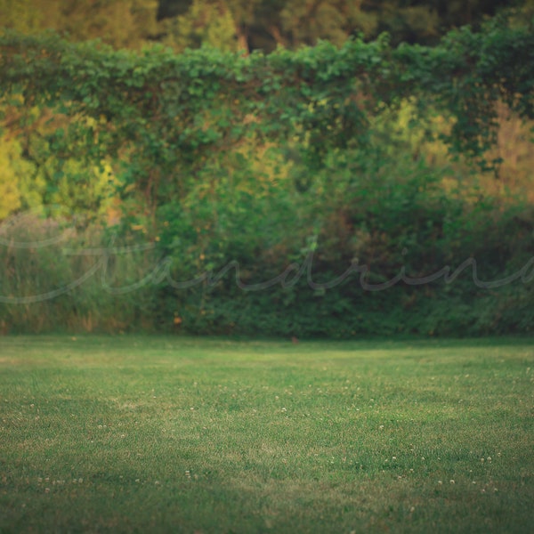 Hanging Vines - Etsy