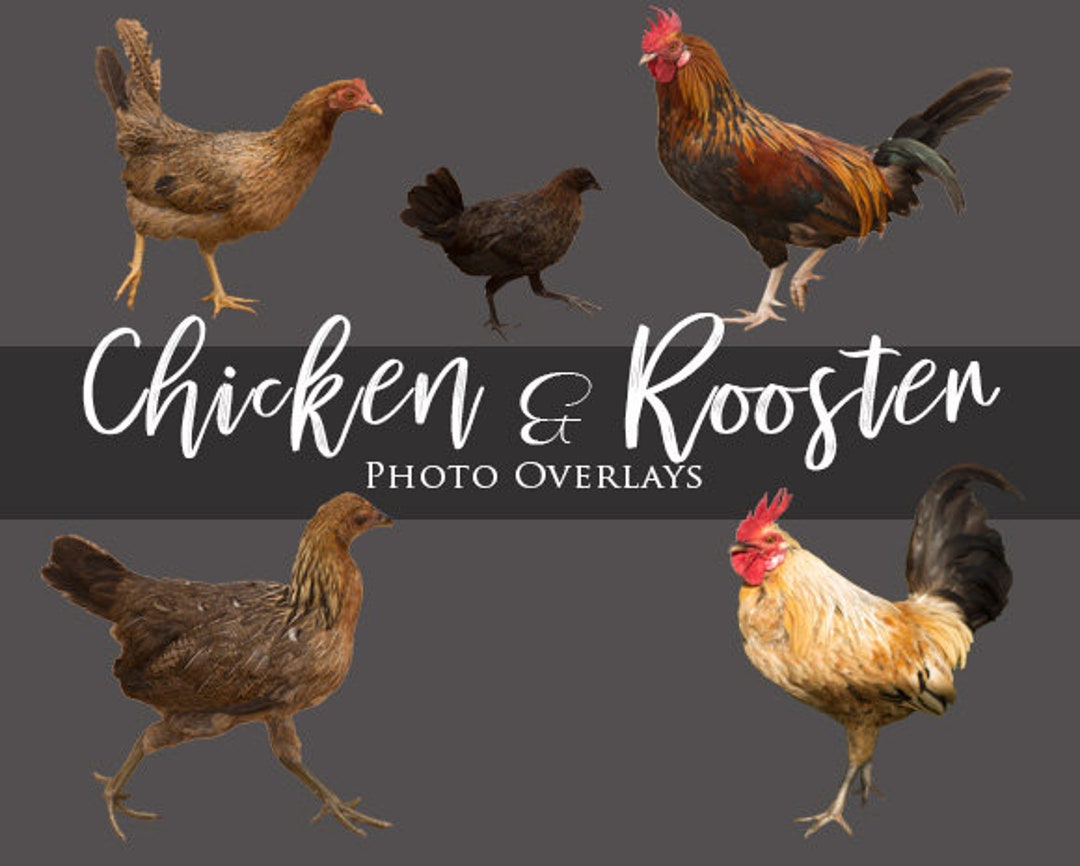 Chicken and Rooster Overlays, Tropical Chicken and Roosters, Farm ...