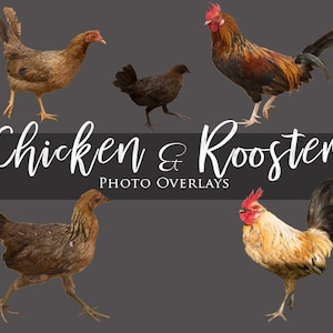 Chicken and Rooster Overlays, Tropical Chicken and Roosters, Farm ...