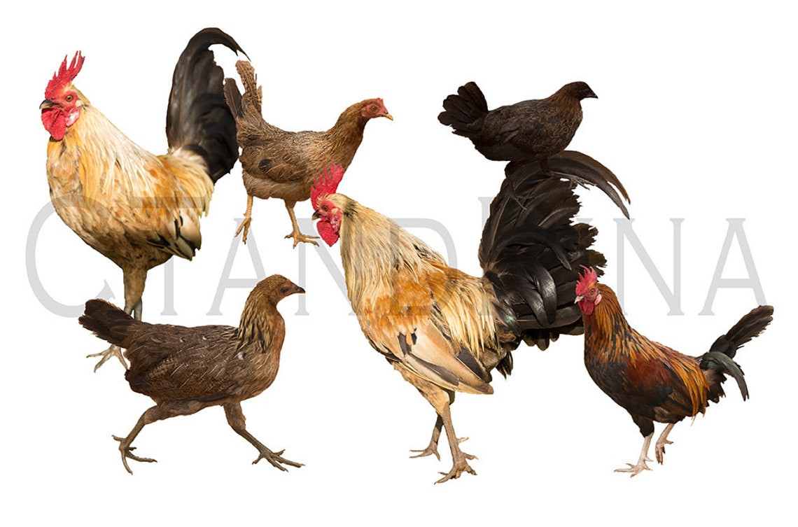 Chicken and Rooster Overlays Tropical Chicken and Roosters - Etsy