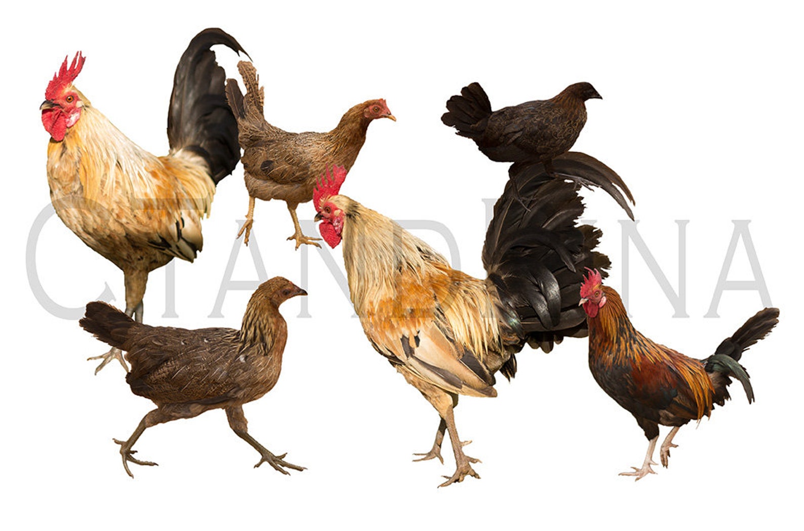 Chicken and Rooster Overlays Tropical Chicken and Roosters - Etsy