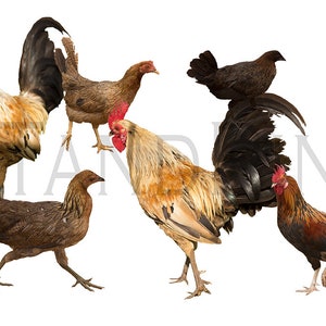 Chicken and Rooster Overlays, Tropical Chicken and Roosters, Farm ...
