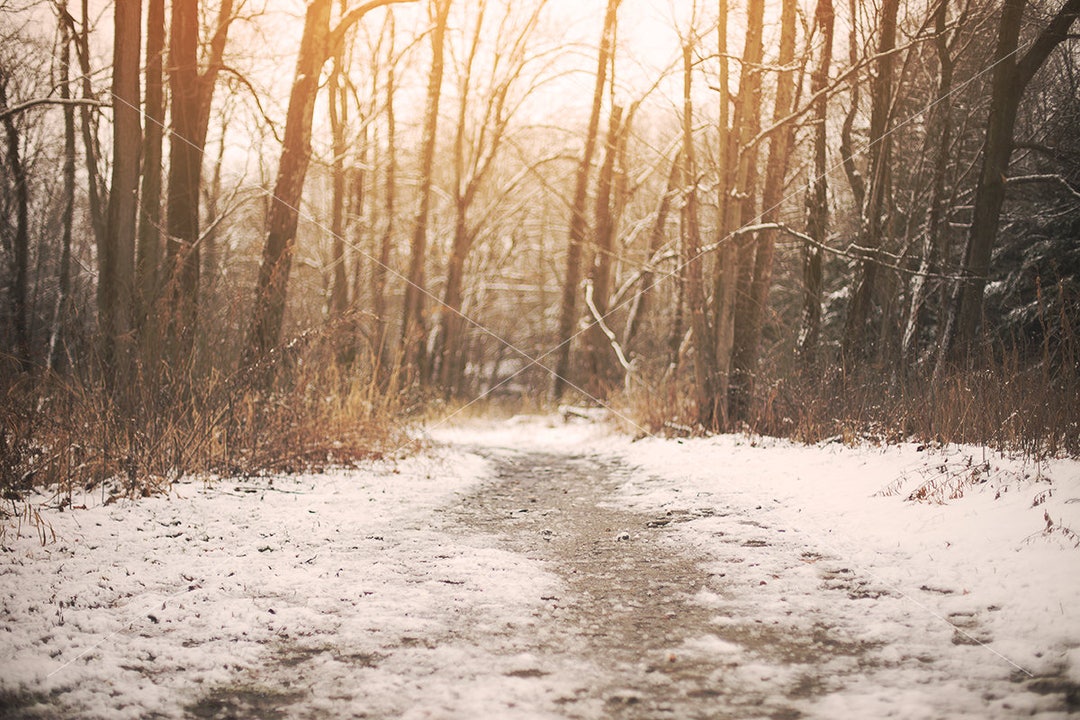 Golden Snowy Path Digital Backdrop, Snowy Woods Digital Background ...