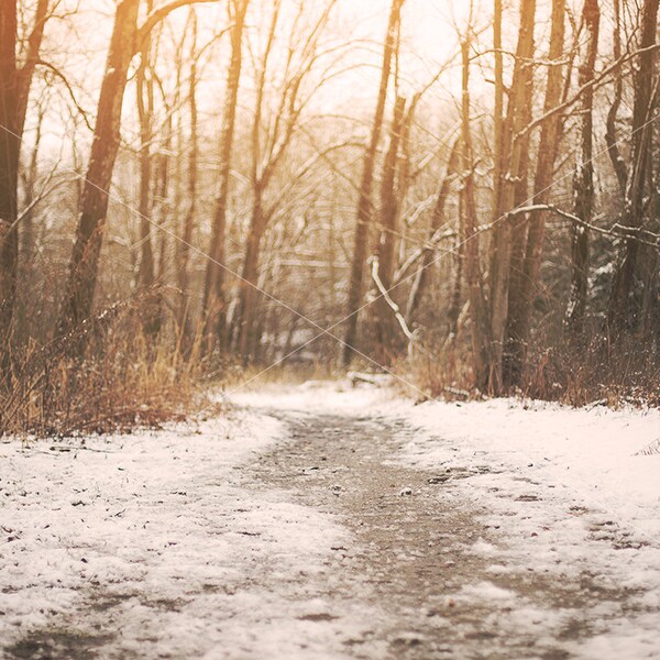 Winter Woods Digital Backdrops - Etsy