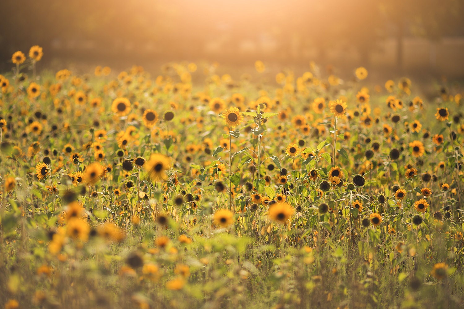 Golden Sunflower Field Digital Backdrop With Light Leak (JPG) - Etsy