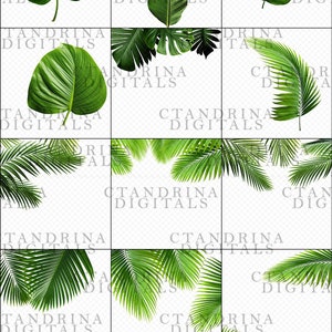 Tropical Leaf Overlays for Photoshop, Tropical Foliage Overlays, Green ...