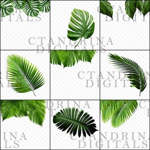 Tropical Leaf Overlays for Photoshop, Tropical Foliage Overlays, Green ...