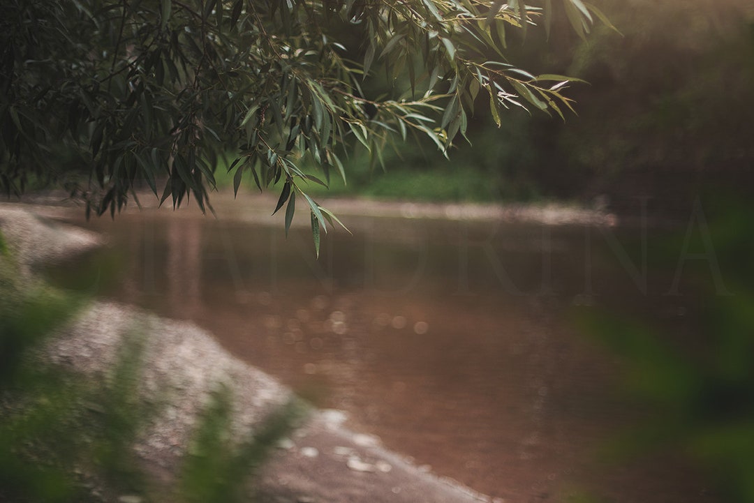 Digital Backdrop, Hanging Branch With Leaf Overlay, Creek Bokeh, Dreamy ...