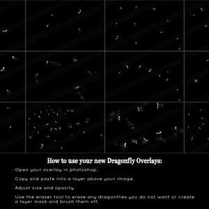 Dragonfly Overlays, Insect Overlays, Colorful Dragonflies, Magical ...