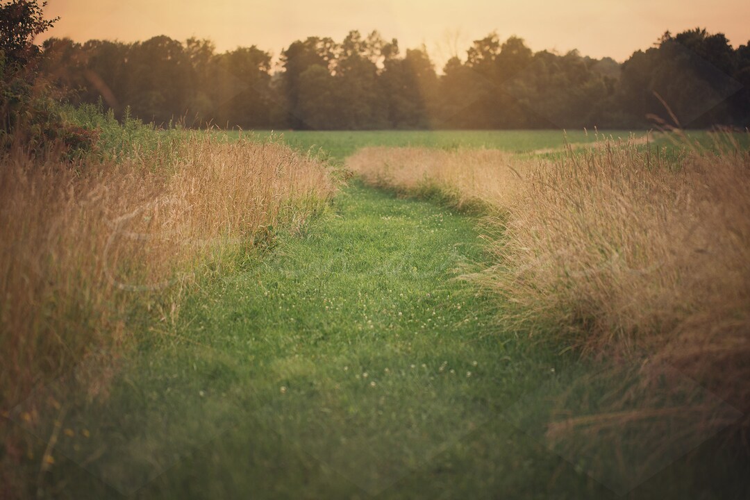 Tall Grass Path Digital Backdrop, High Grass With Golden Light Leak ...