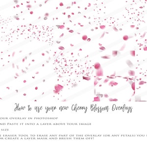 Cherry Blossom Petal Overlays, Pink Petal Overlay, Flower Petals for ...