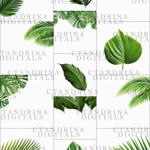 Tropical Leaf Overlays for Photoshop, Tropical Foliage Overlays, Green ...