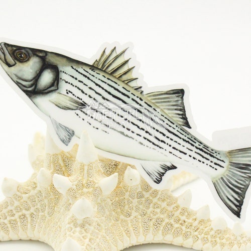 Striped Bass Sticker - Etsy