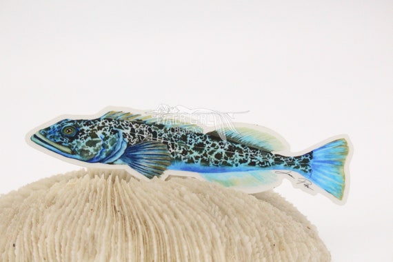 Lingcod clear vinyl sticker | Etsy