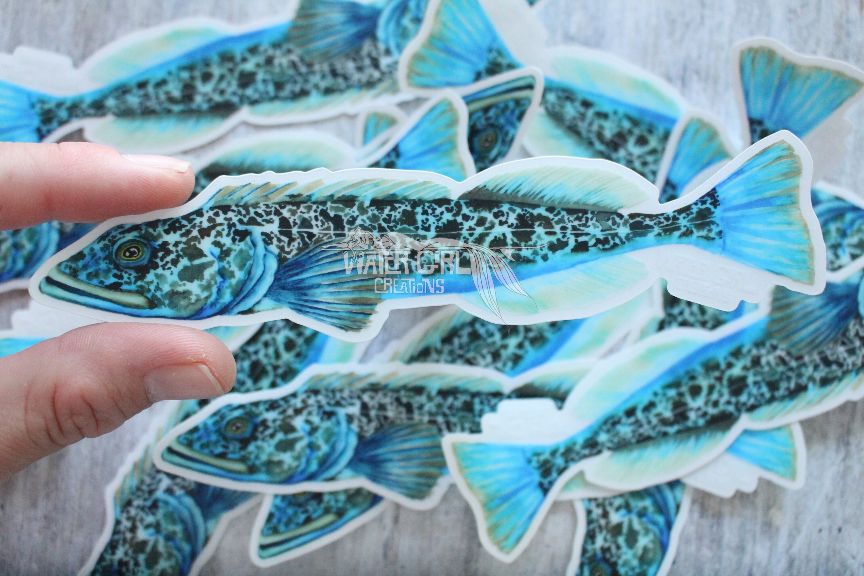 Lingcod Clear Vinyl Sticker - Etsy