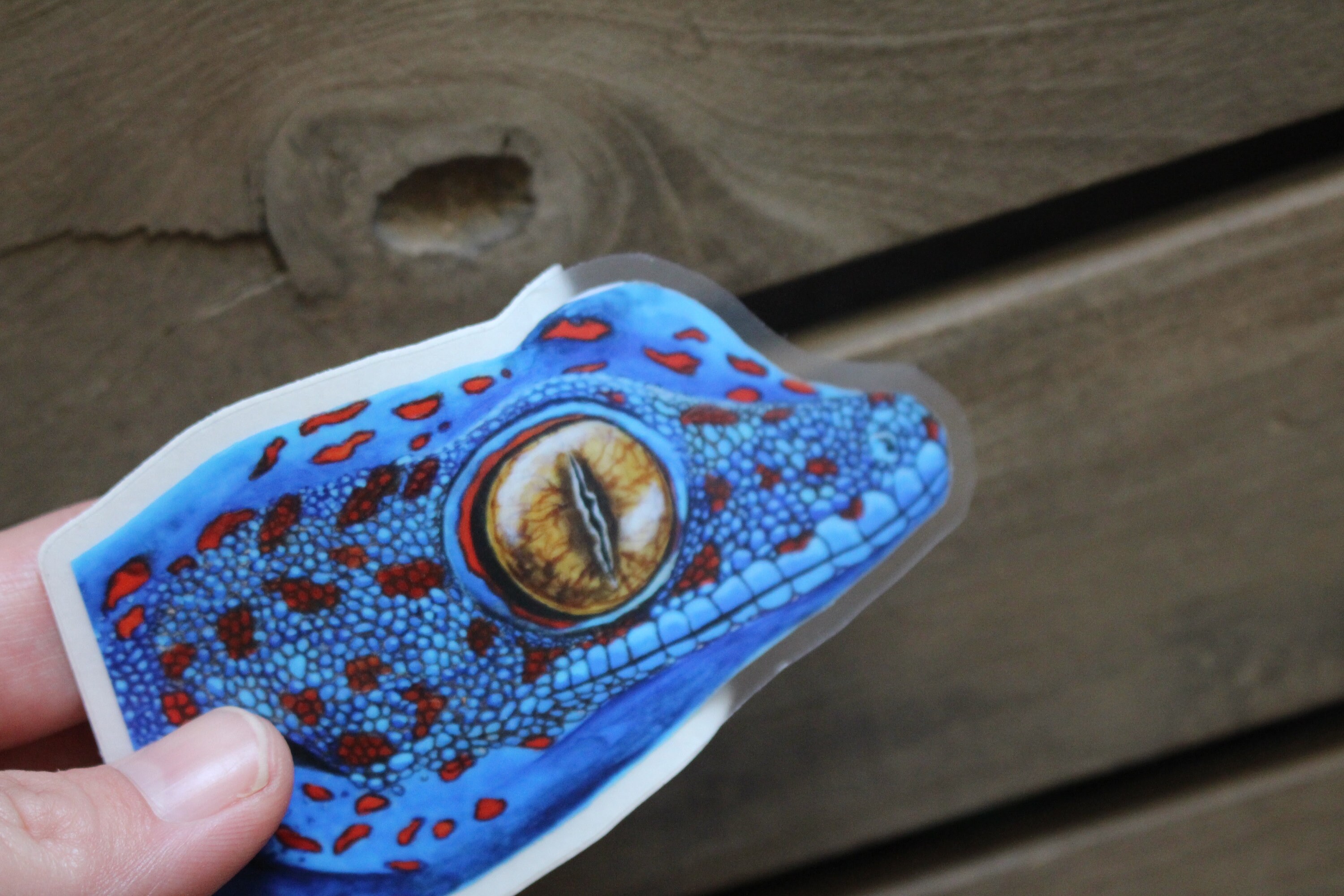 Lingcod Clear Vinyl Sticker - Etsy