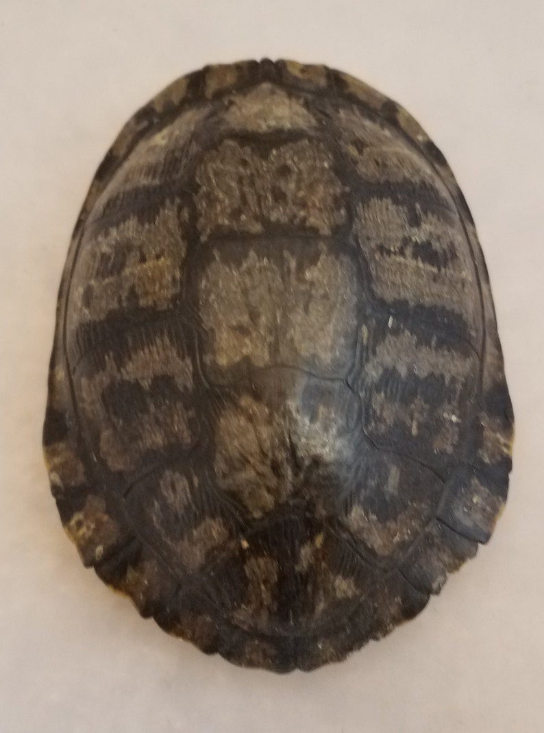Real Turtle Shell Male Red Eared Slider 7 8 inch Long | Etsy