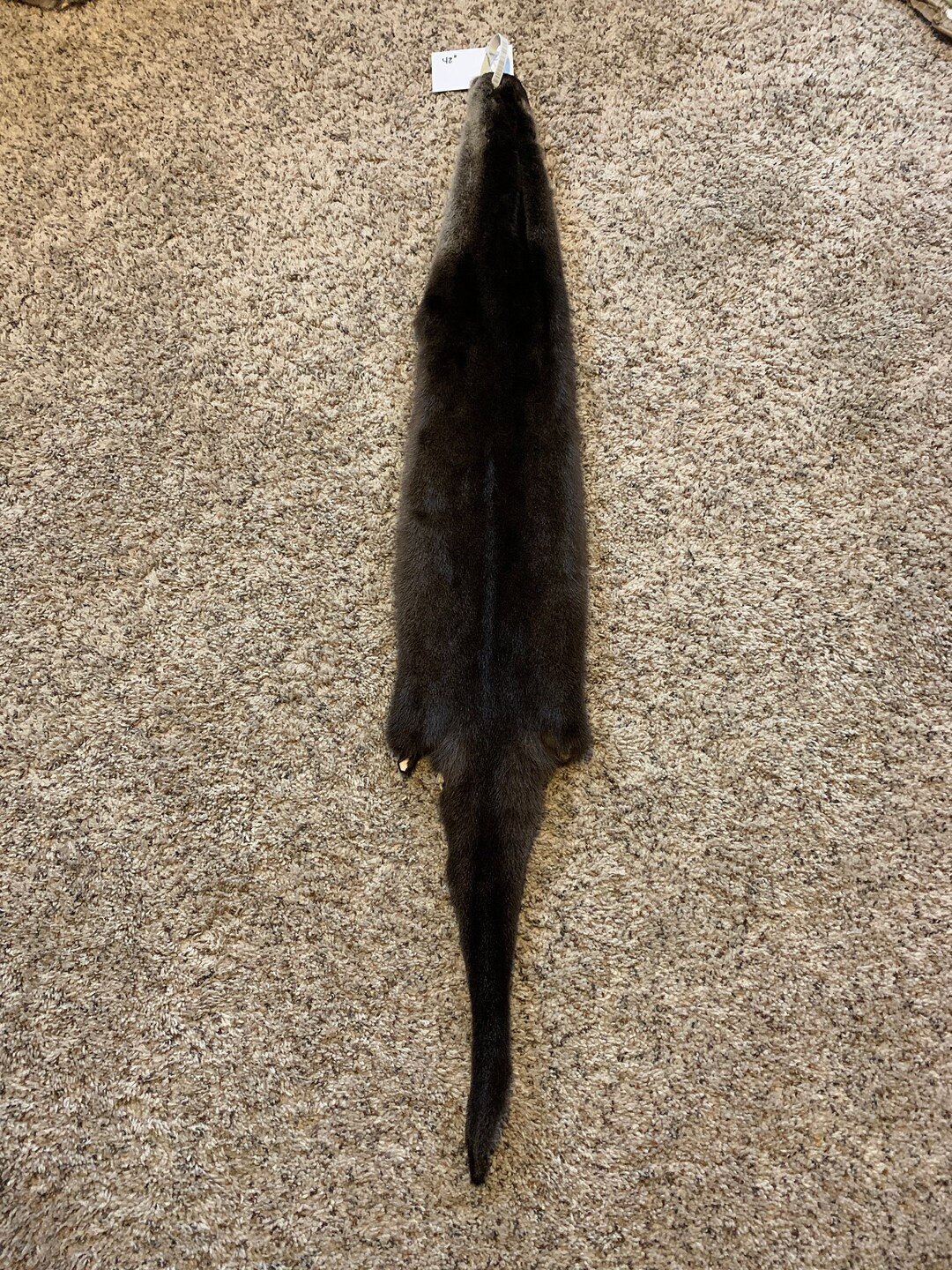 Northern Minnesota Otter Pelt Soft/garment Tanned FREE SHIPPING Hide ...