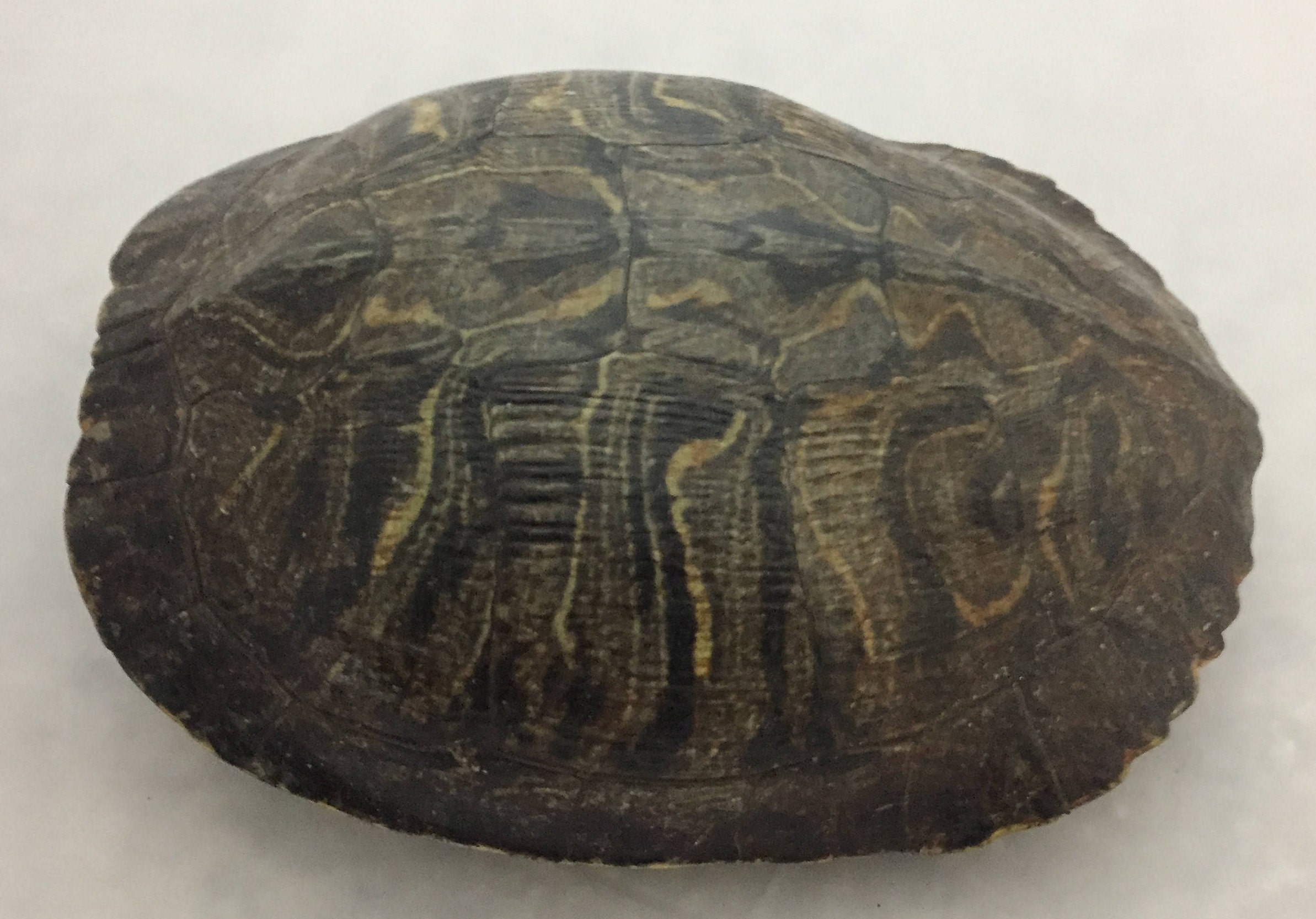 Real Turtle Shell Female Red Eared Slider 8 9 inch Long | Etsy