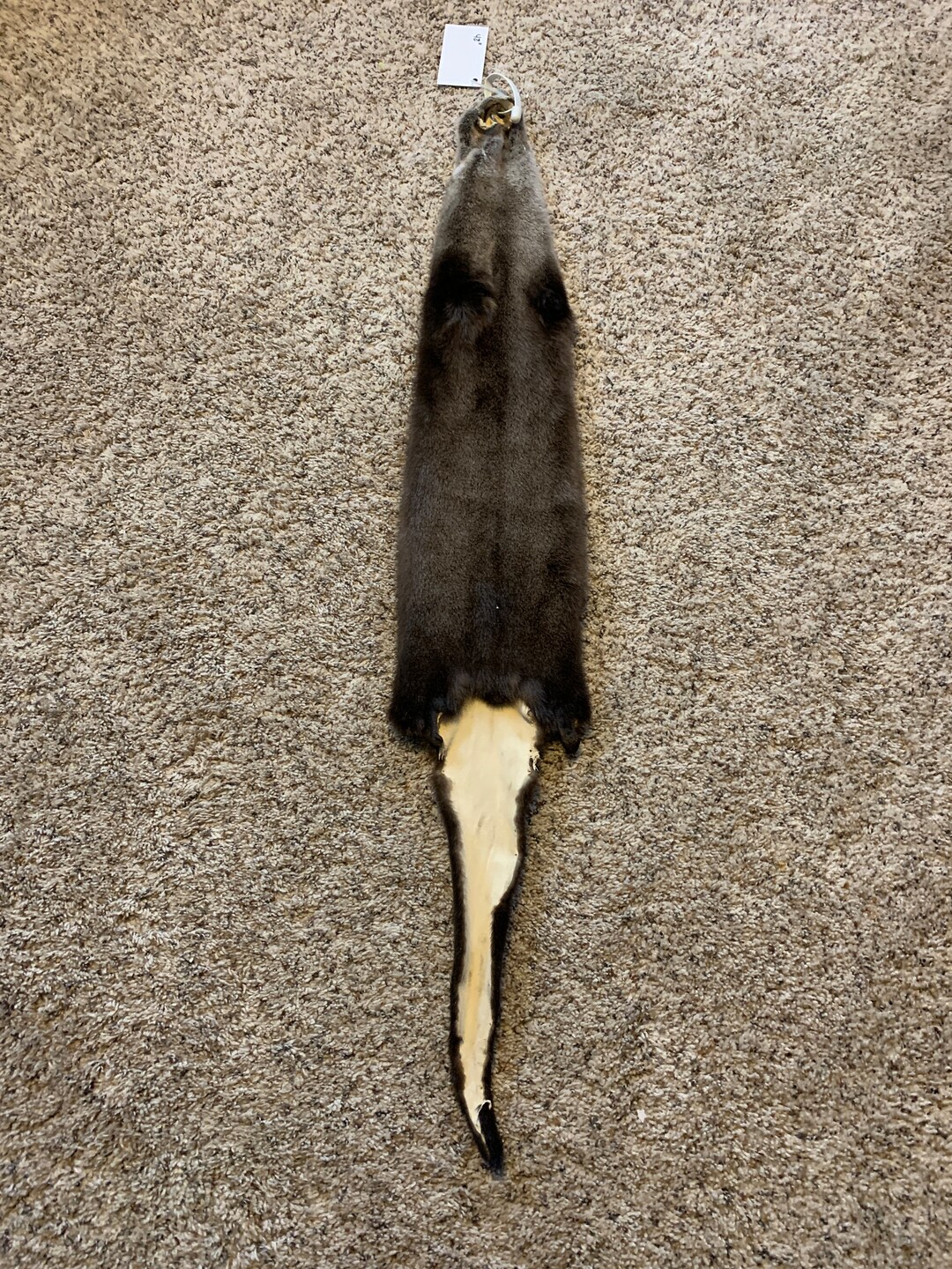 Northern Minnesota Otter Pelt - Soft/garment Tanned - FREE SHIPPING ...