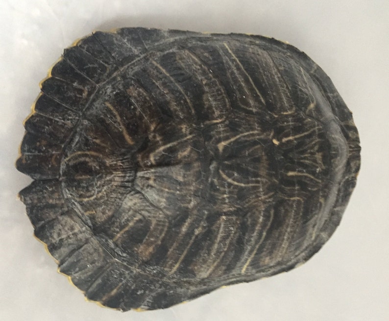 Real Turtle Shell Female Red Eared Slider 5 6 inch Long | Etsy