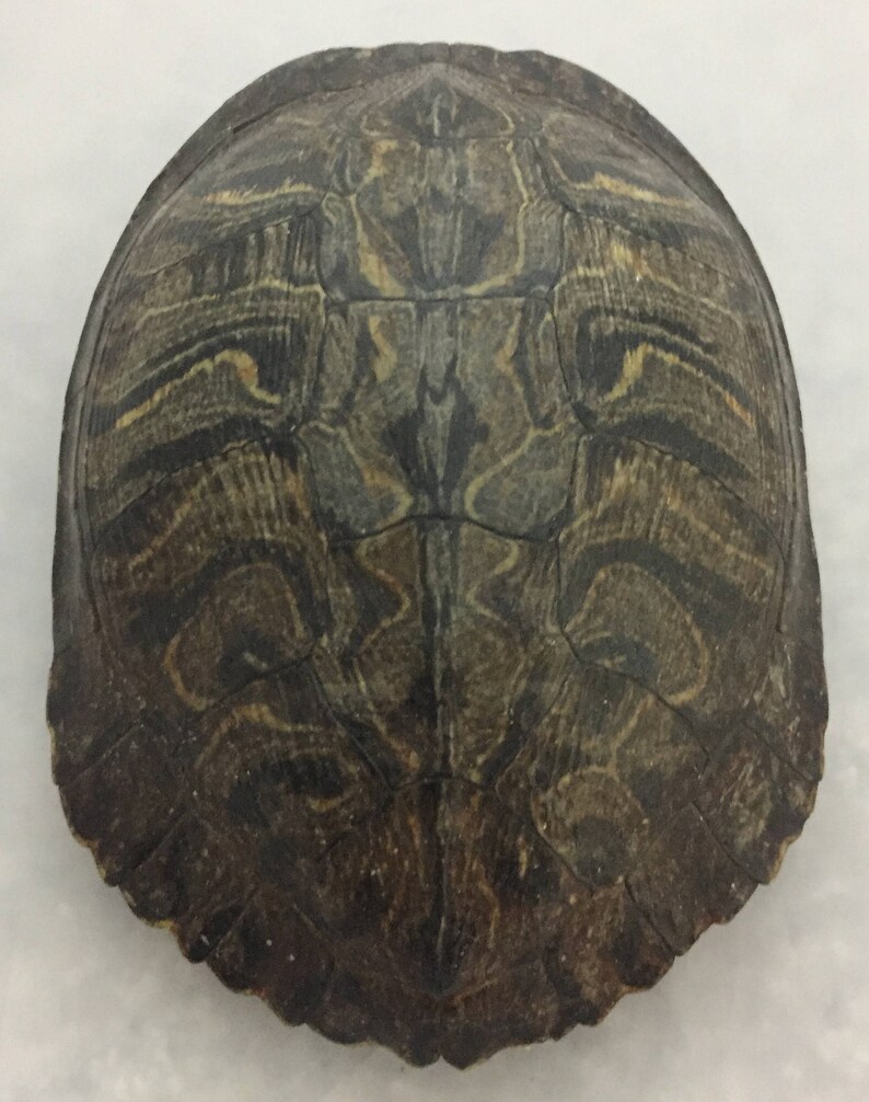 Real Turtle Shell Female Red Eared Slider 8 9 inch Long | Etsy