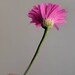 Wrapped Single Stem Paper Gerbera Daisy - Etsy