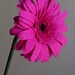 Wrapped Single Stem Paper Gerbera Daisy - Etsy