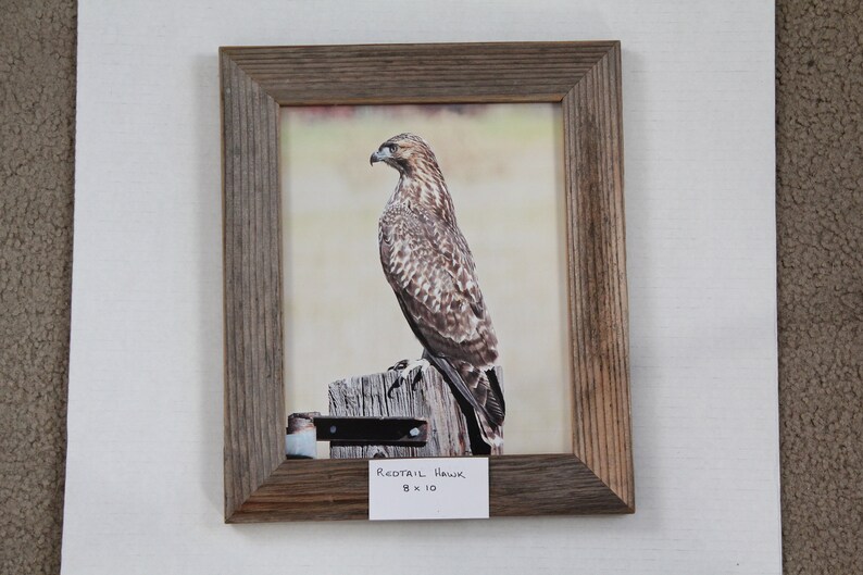 8x10 Framed Picture of a Red Tailed Hawk (2) - Etsy
