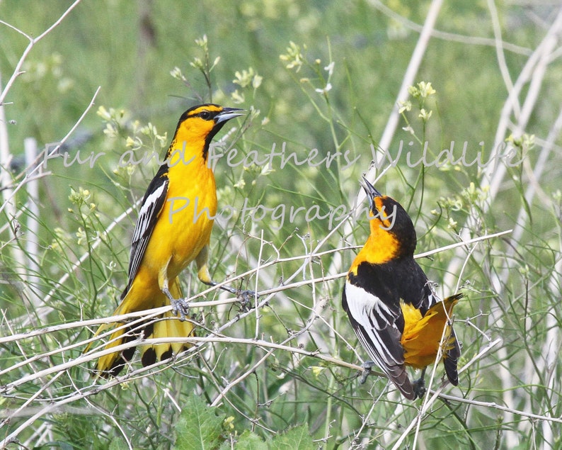 Photograph of a Baltimore Oriole Bird - Etsy