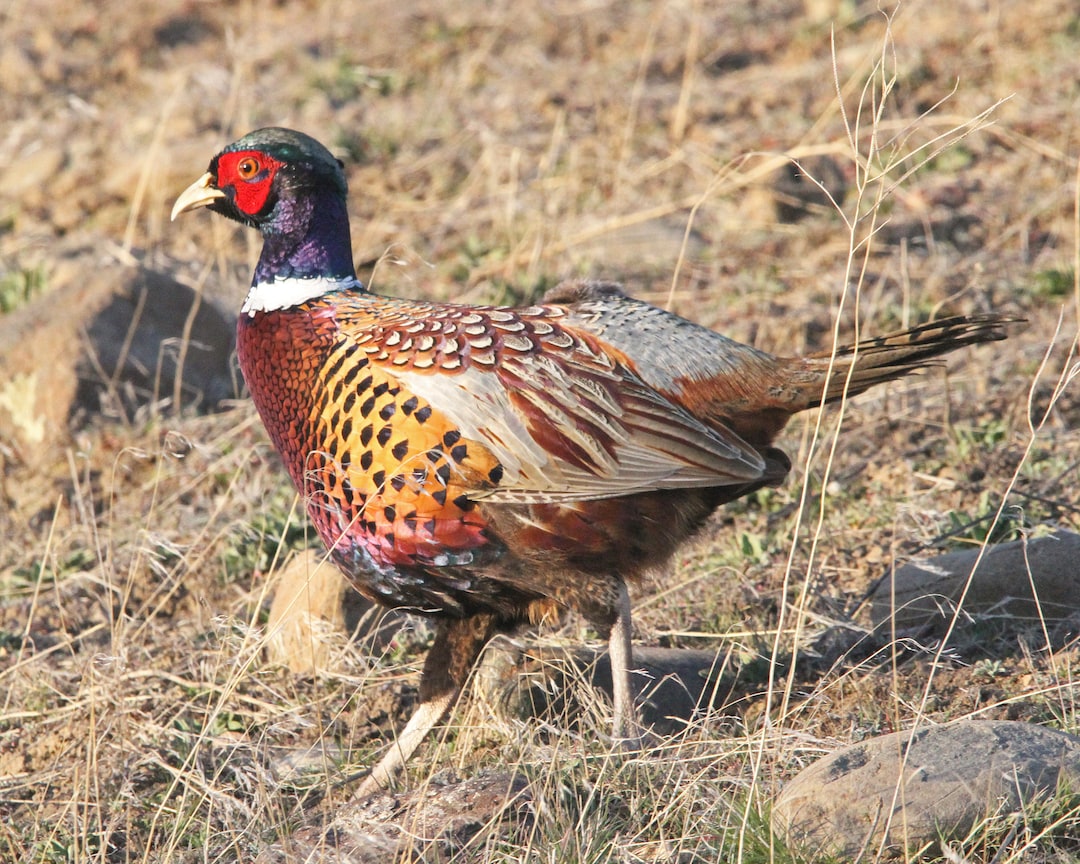 Photograph of Ring Neck Pheasant on Hillside - Etsy