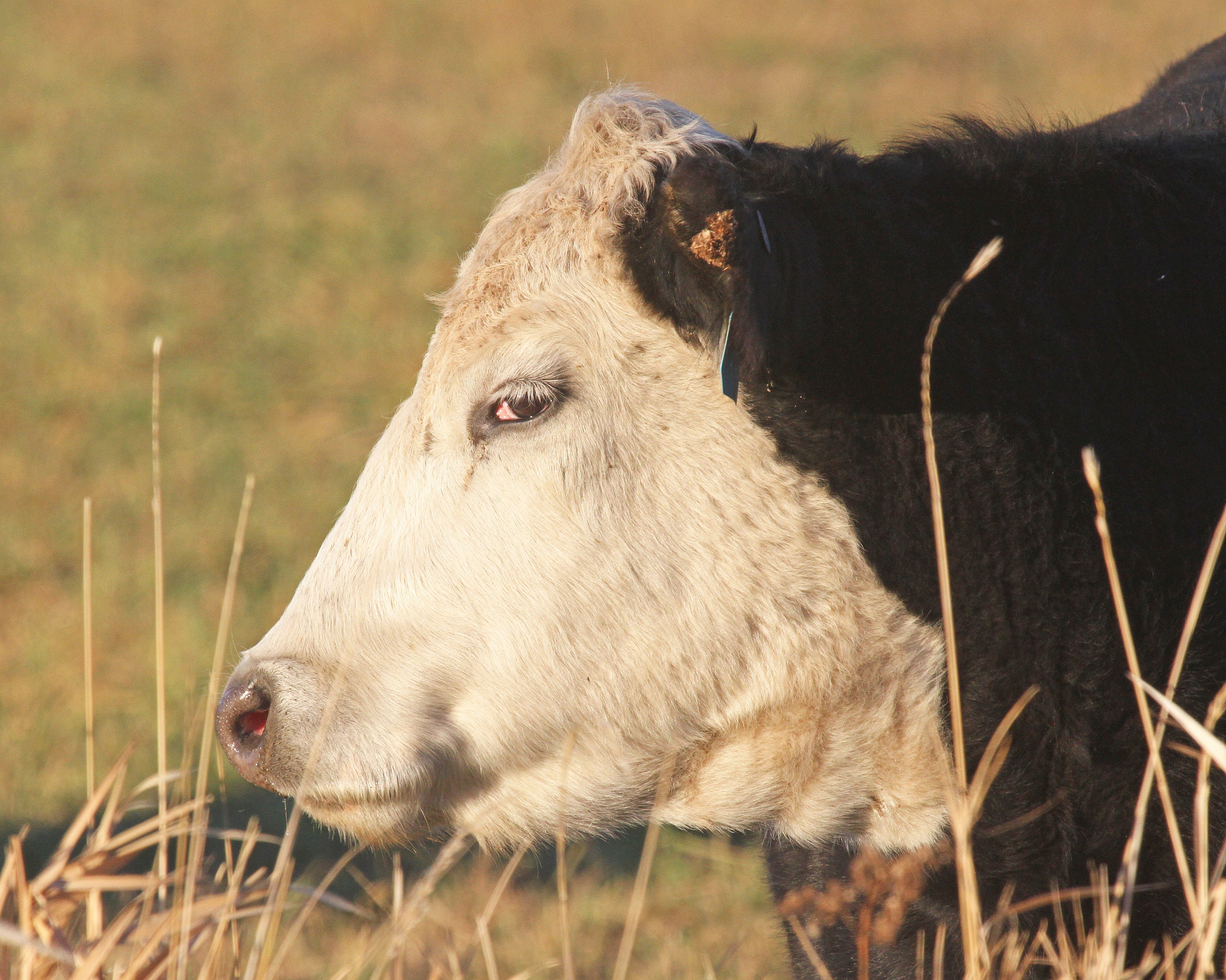 Photograph of Side of Cow's Head - Etsy